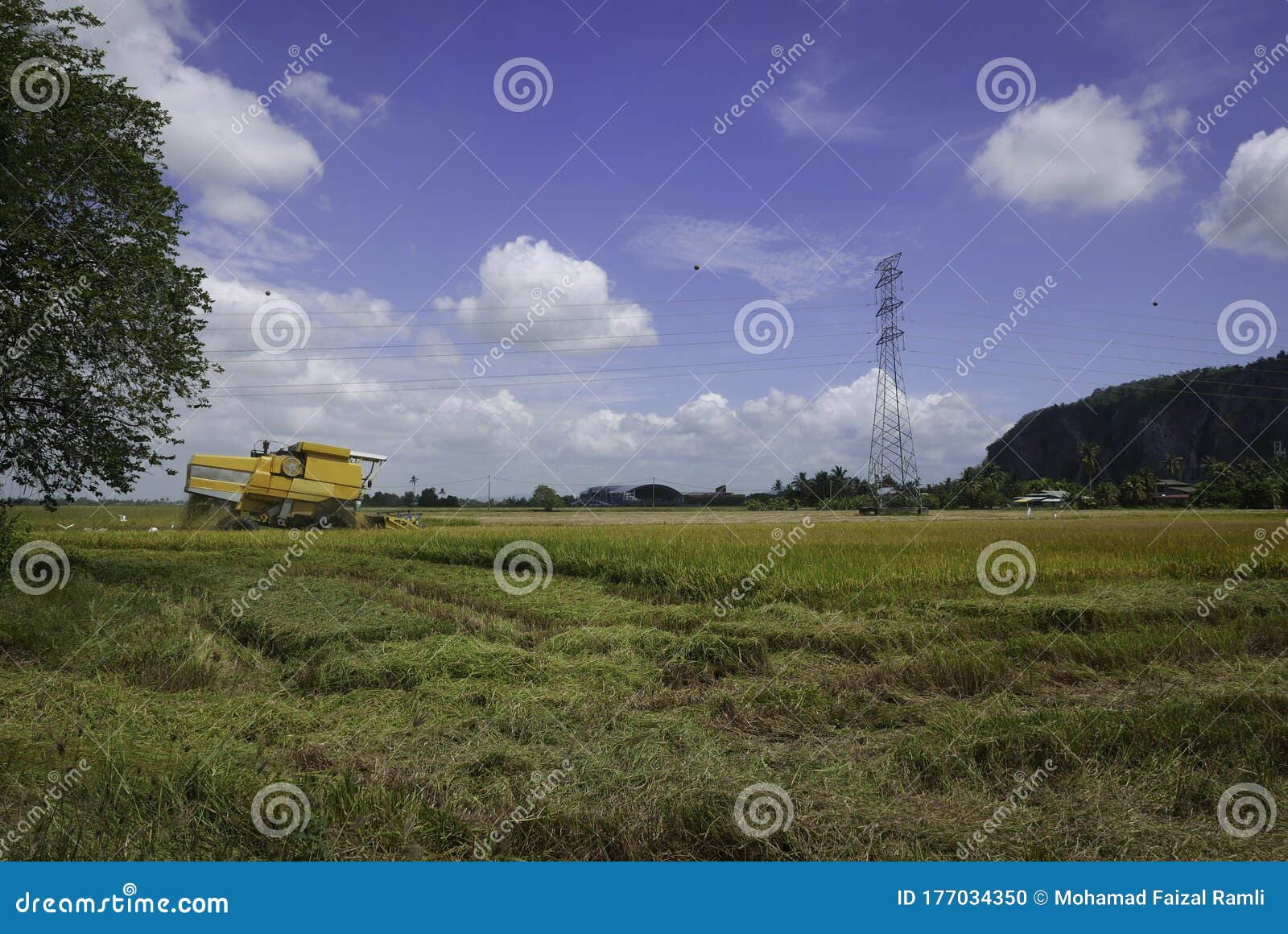 Harvester Tractor Working at Paddy Field Stock Photo - Image of ...
