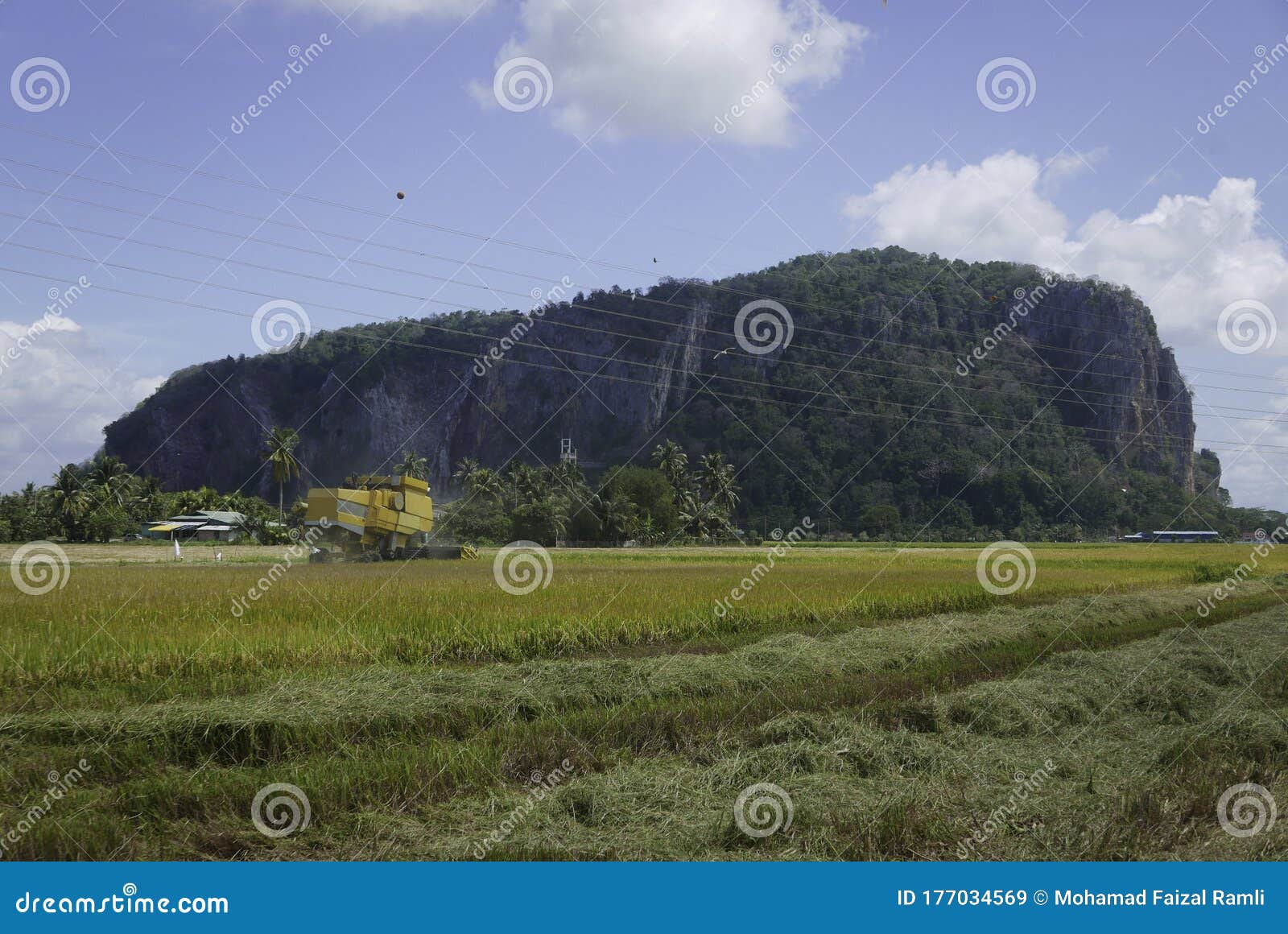 Harvester Tractor Working at Paddy Field Stock Image - Image of growing ...
