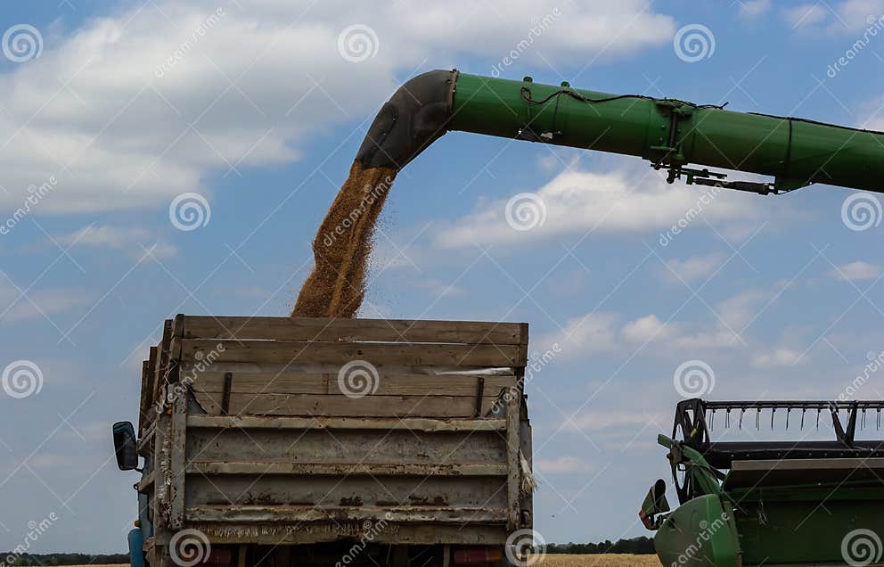 Harvester Unloading Wheat on the Background of the Sky with Clouds ...