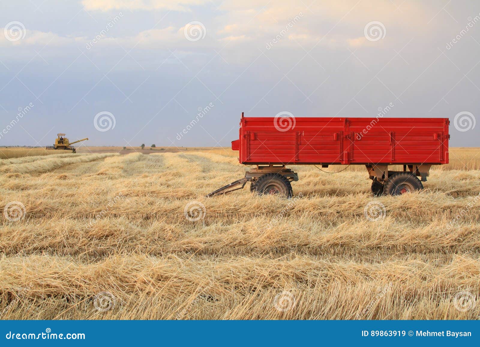 Harvester is Working in the Field during Harvest Stock Image - Image of ...