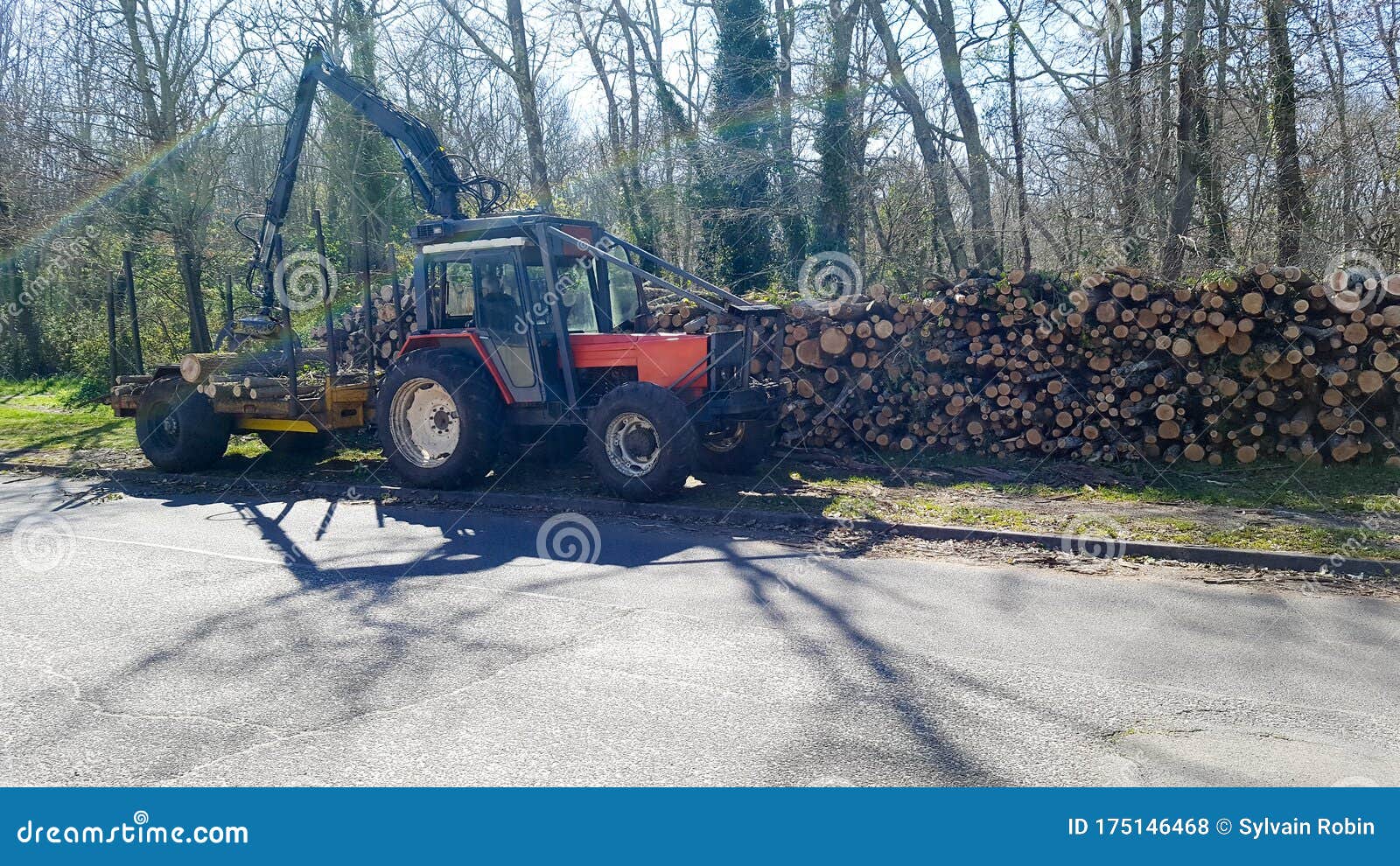 Harvester Working Tractor Loads a Wooden Trailer in Forest Stock Photo ...