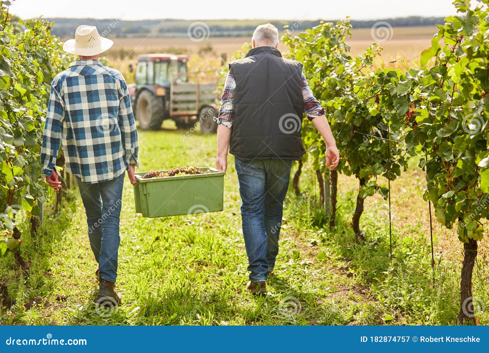 Harvesters Carry a Box of Grapes Stock Image - Image of transport ...