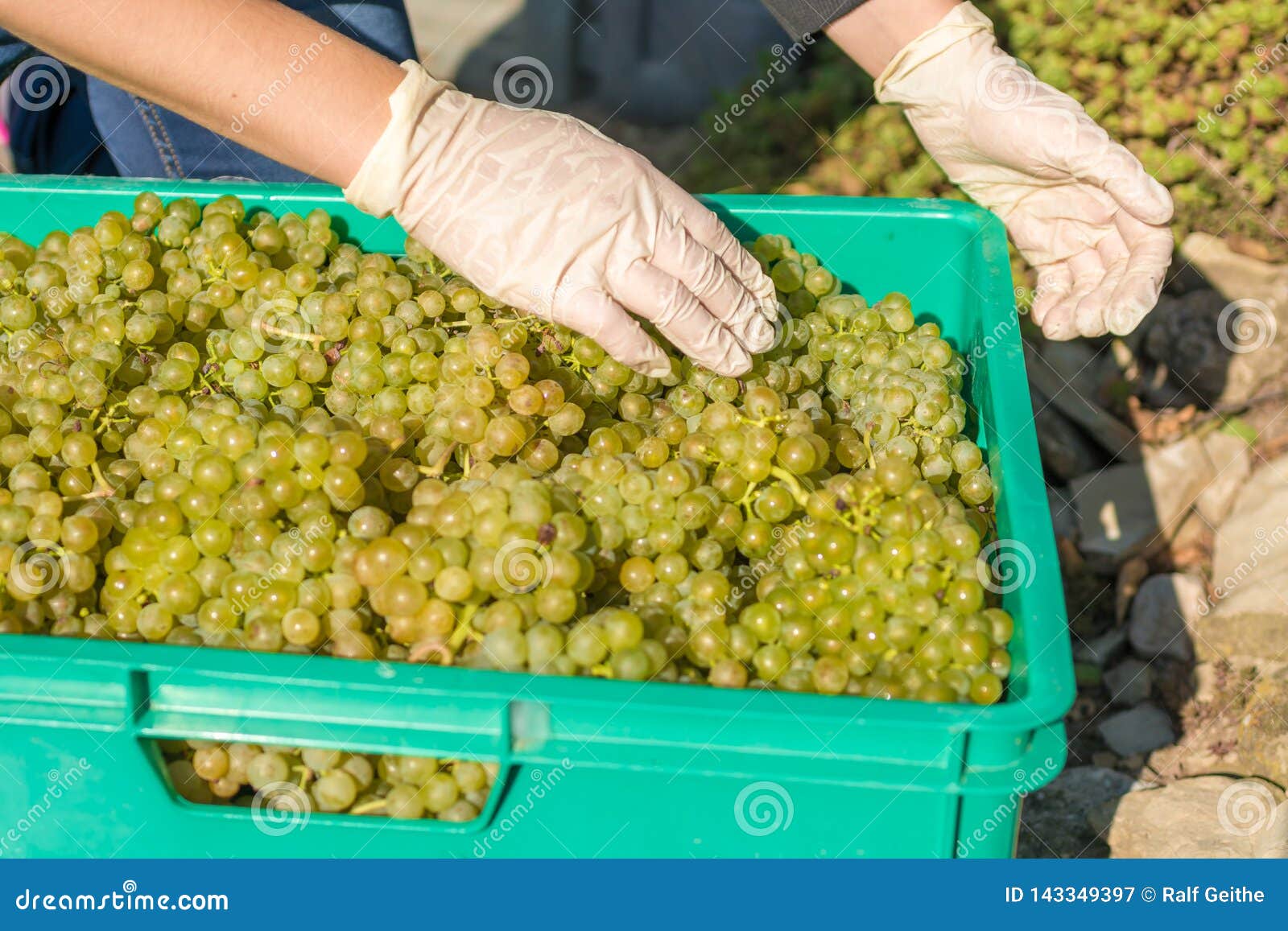 Harvesters Fill Boxes Full of Grapes at Vintage Stock Image - Image of ... Harvesters Fill Boxes Full of Grapes at Vintage Stock Image - Image of ...