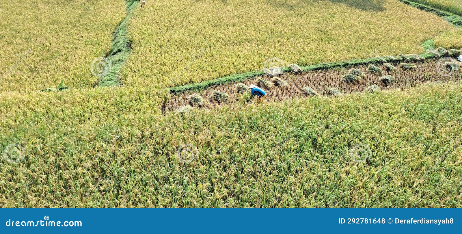 Harvesting is the Activity of Stacking or Collecting Ripe Rice Grains ...
