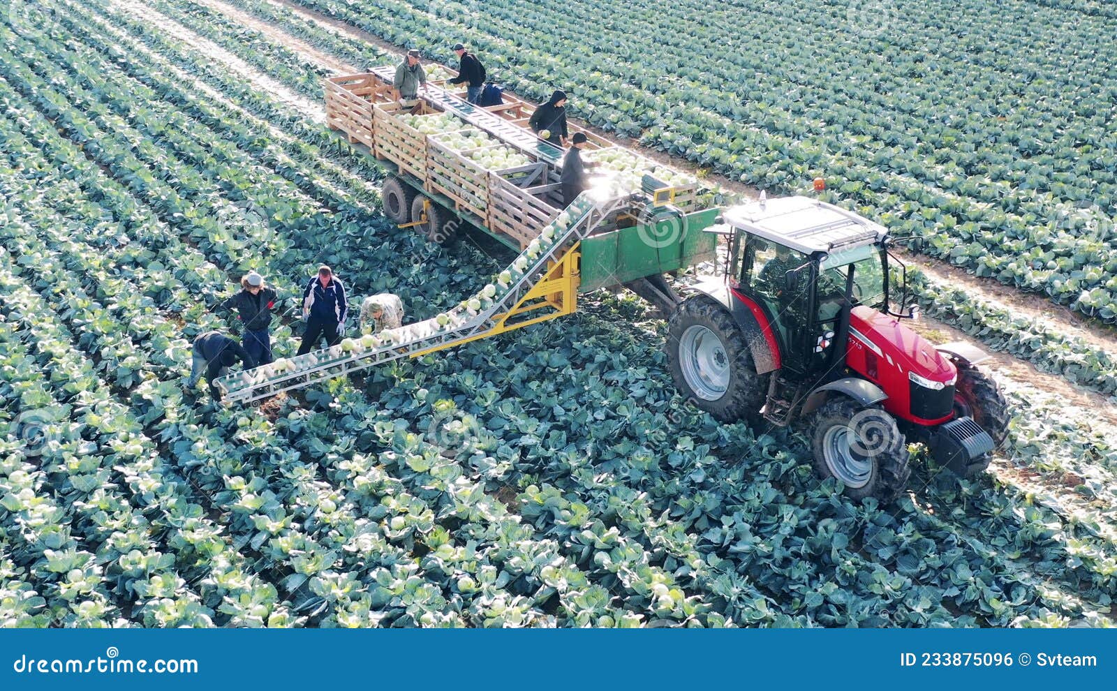 Harvesting, Agricultural Industry Concept. Workers are Loading Cabbage ...