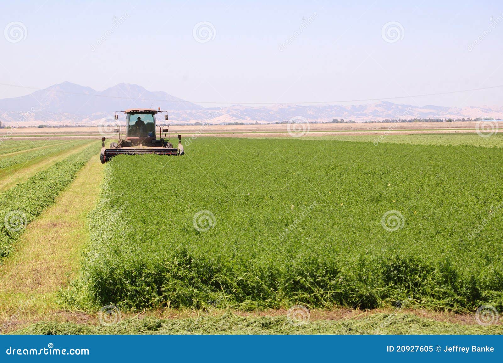Harvesting alfalfa stock image. Image of farmland, horticulture - 20927605