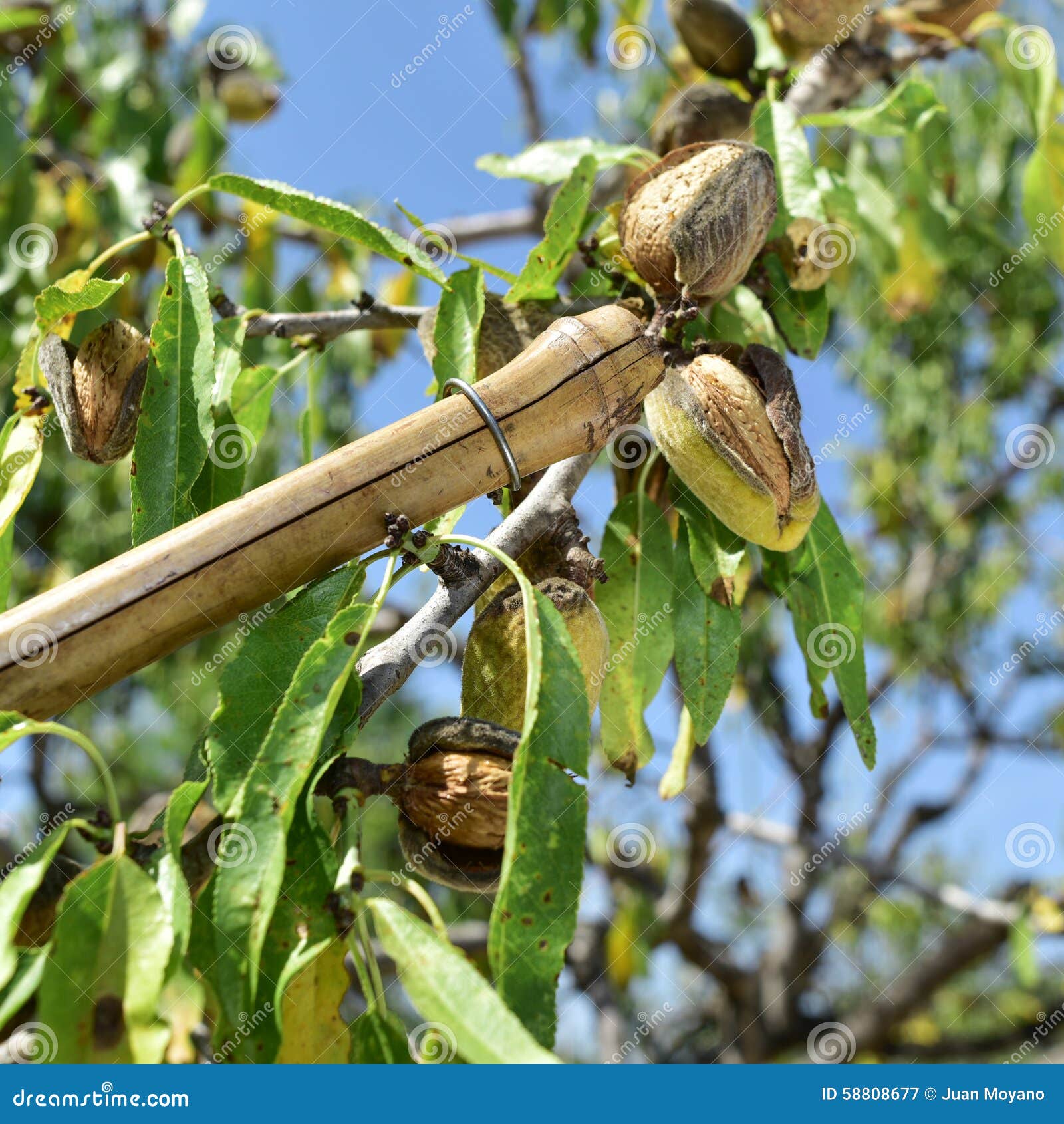 Harvesting Almonds from an Almond Tree Stock Image - Image of meal ...