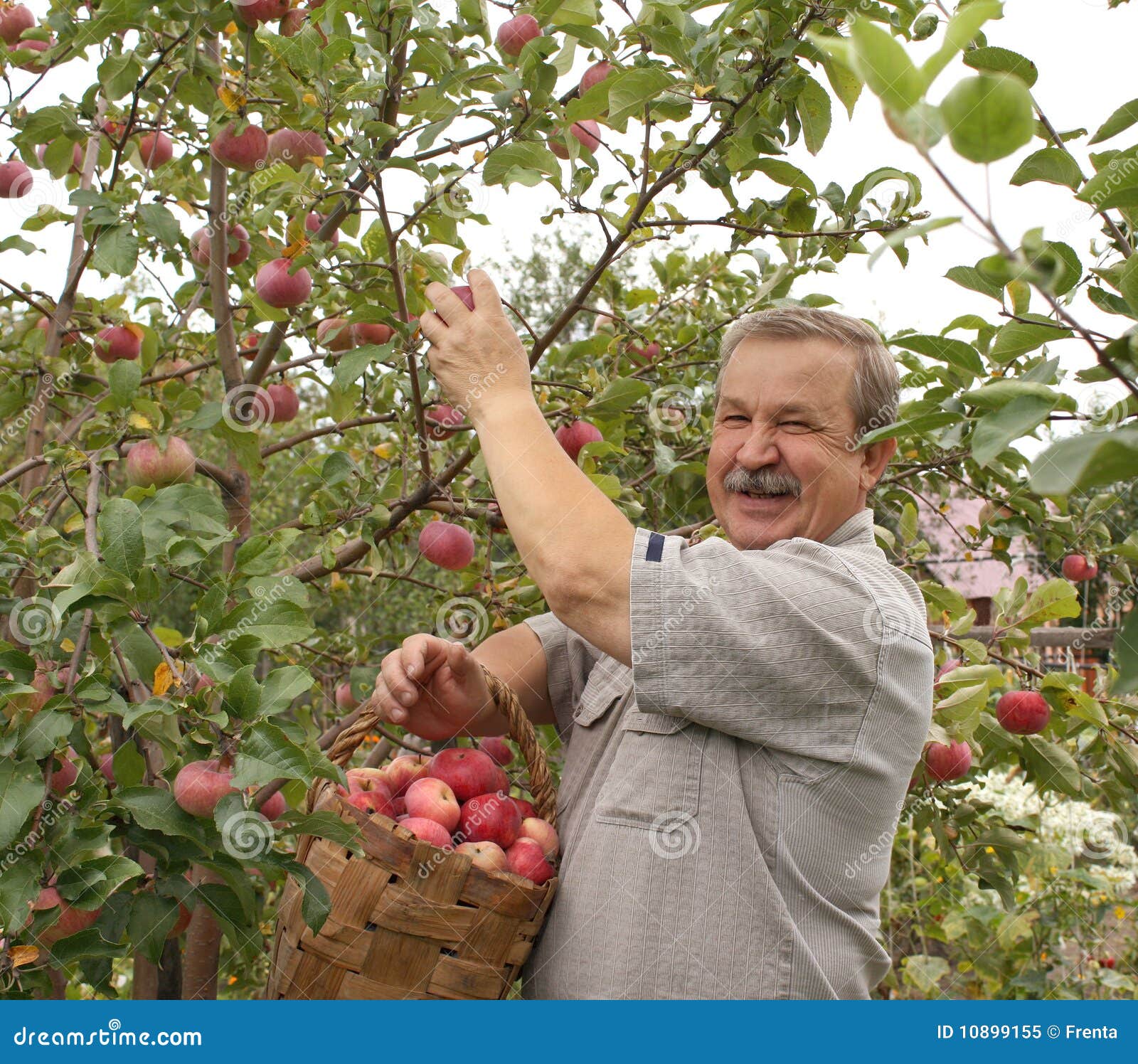 Harvesting a apple stock image. Image of farm, mature - 10899155
