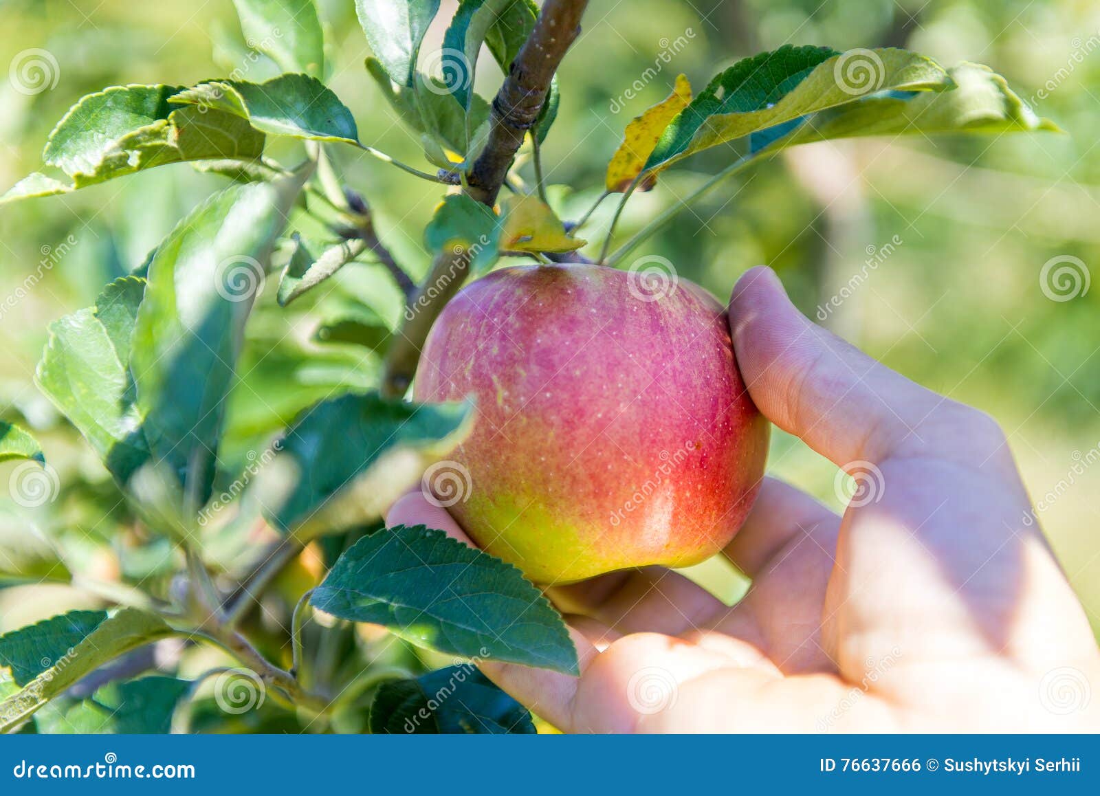 Harvesting of Apples in the Autumn. Stock Photo - Image of baby, happy ...