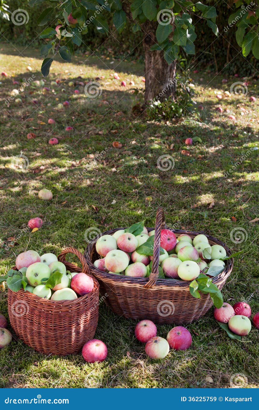Harvesting apples stock image. Image of plant, agriculture - 36225759