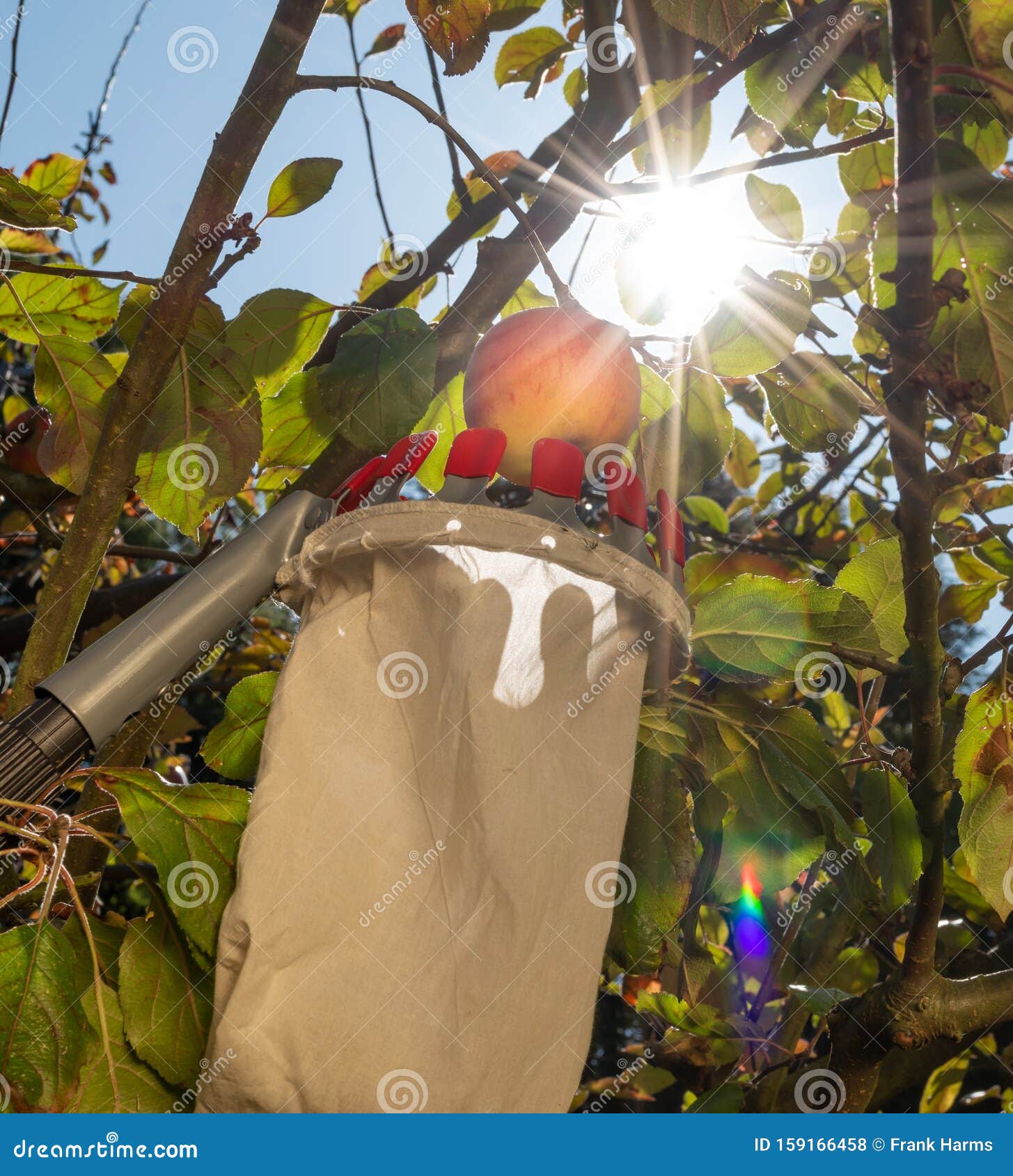 Harvesting Apples with a Fruit Picker Stock Photo - Image of light ...