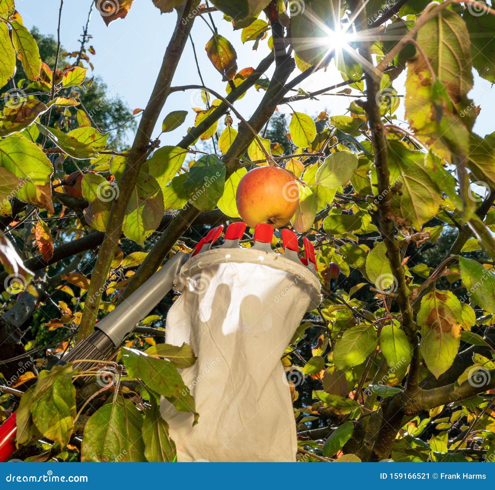 Harvesting Apples with a Fruit Picker Stock Image - Image of blue ...
