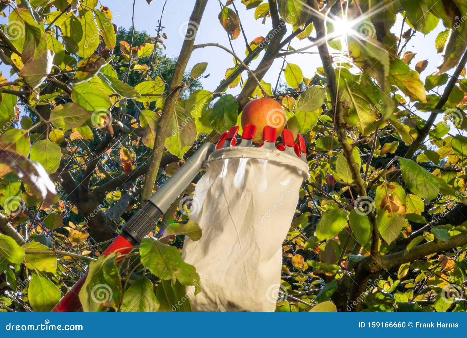 Harvesting Apples with a Fruit Picker Stock Photo - Image of light ...