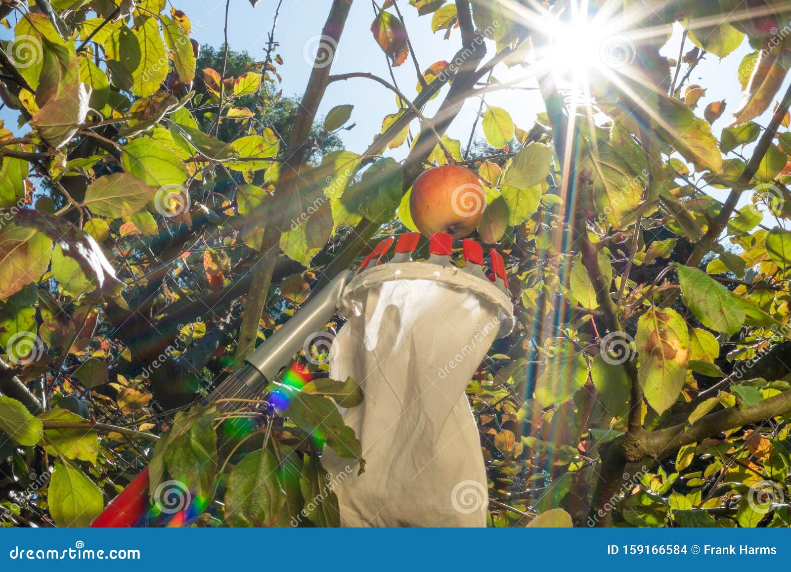 Harvesting Apples with a Fruit Picker Stock Photo - Image of leaves ...