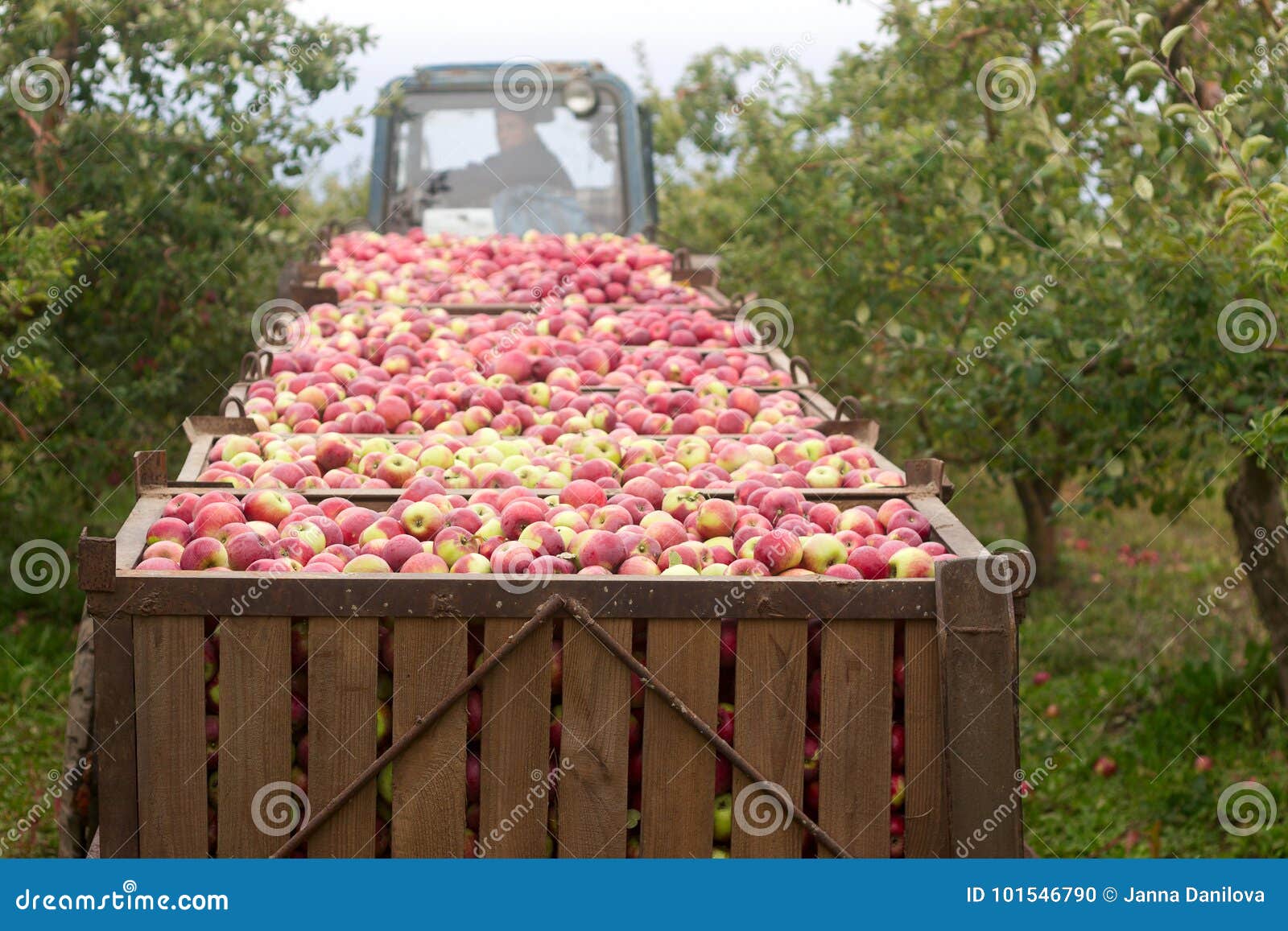 Harvesting of Apples in the Orchard. Containers with Apples. Rustic ...