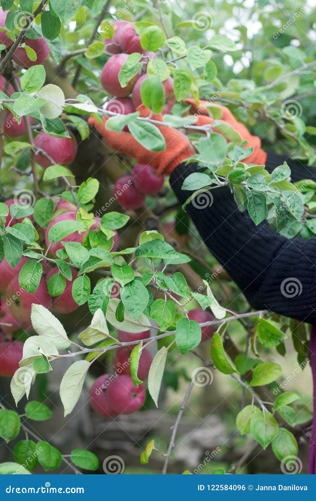 Harvesting of Apples in the Orchard. Hands Pull Apples from Branches ...