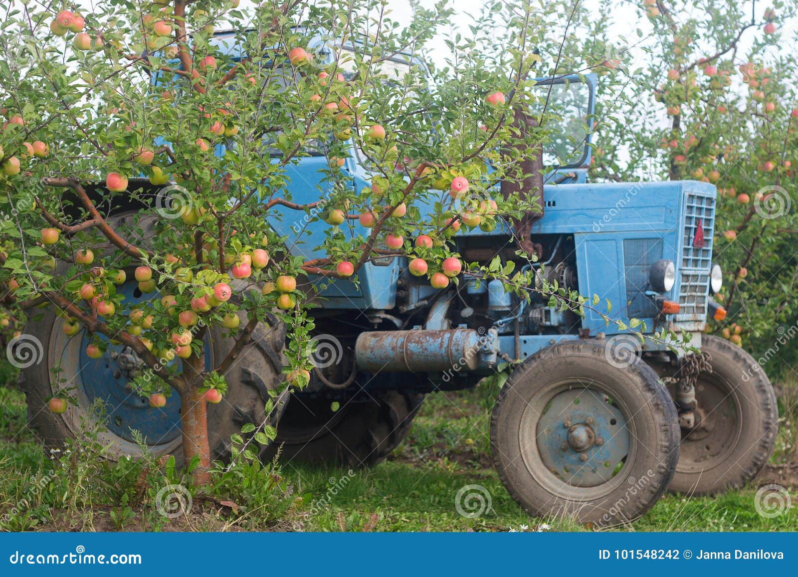 Orchard Tractor Stock Images - Download 579 Royalty Free Photos