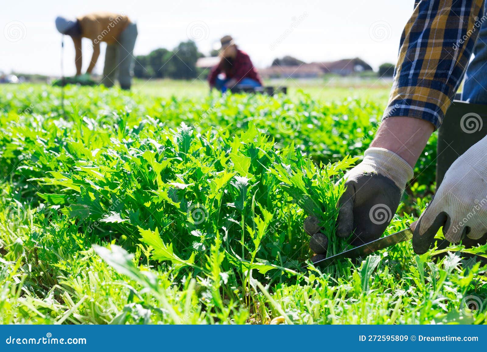 Harvesting Arugula on Summer Farm Field Stock Image - Image of leaf ...