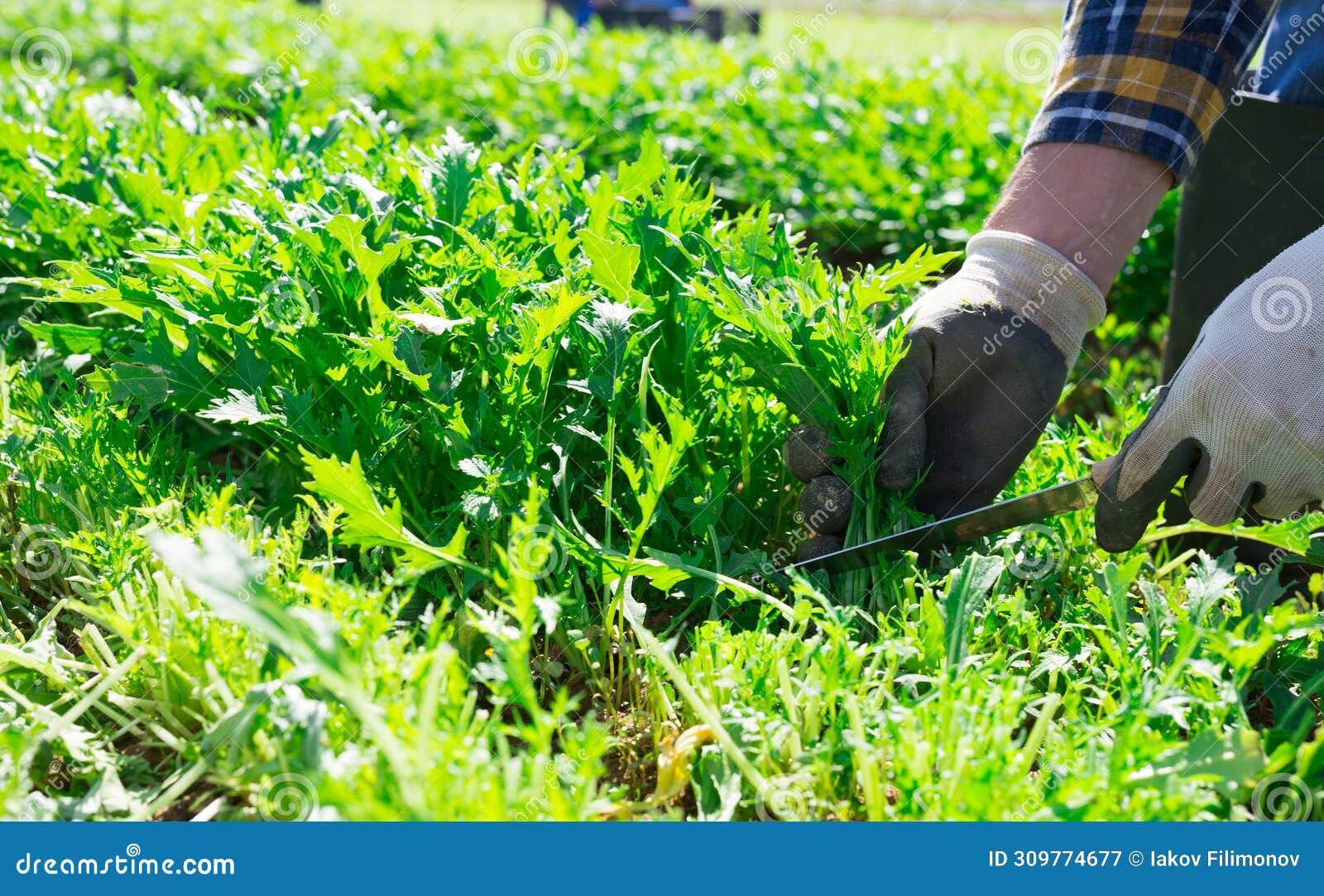 Harvesting Arugula on Summer Farm Field Stock Image - Image of planted ...