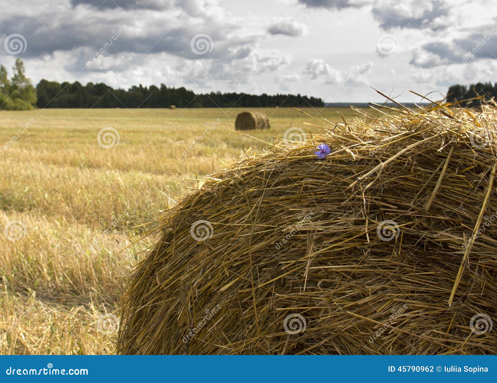 Harvesting stock photo. Image of europe, wheat, cereal - 45790962