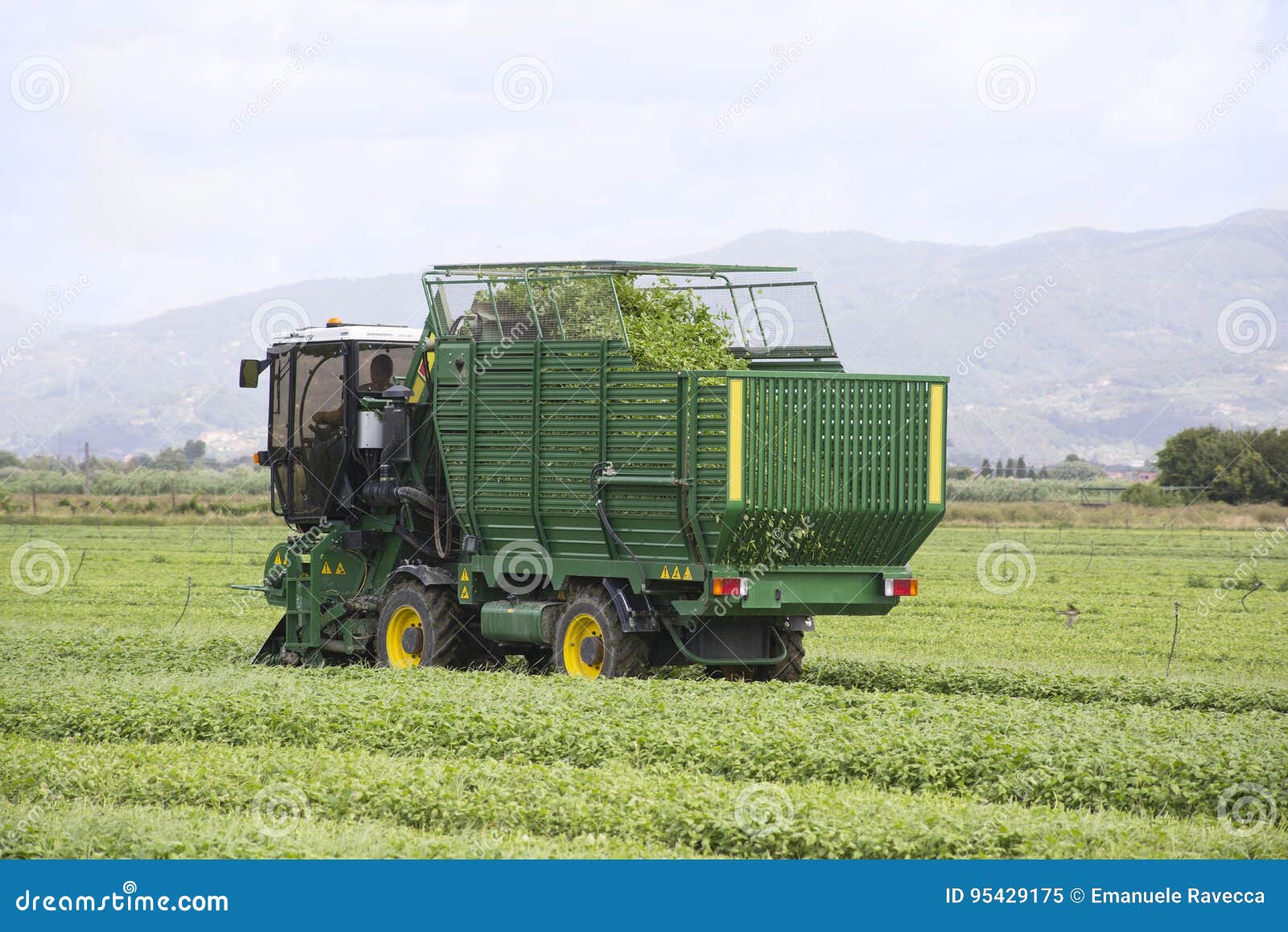 Harvesting of Basil by Machine Editorial Image - Image of fresh ...