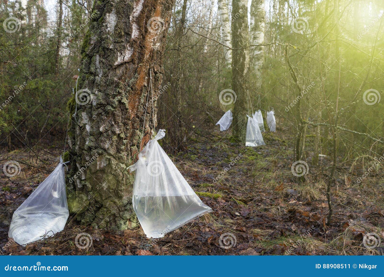 Harvesting of birch sap. stock image. Image of healthy - 88908511