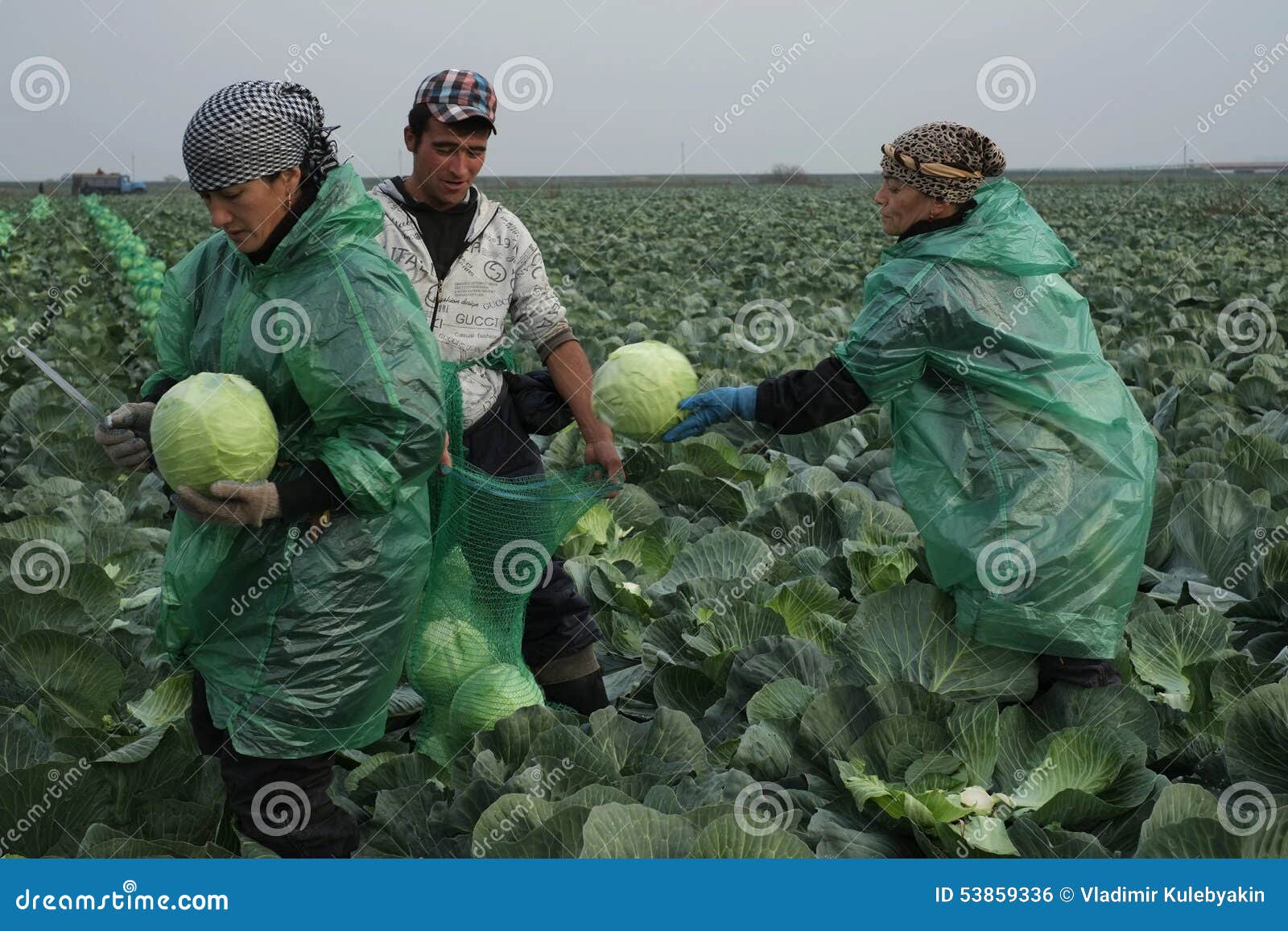 Harvesting of cabbage editorial photo. Image of green - 53859336