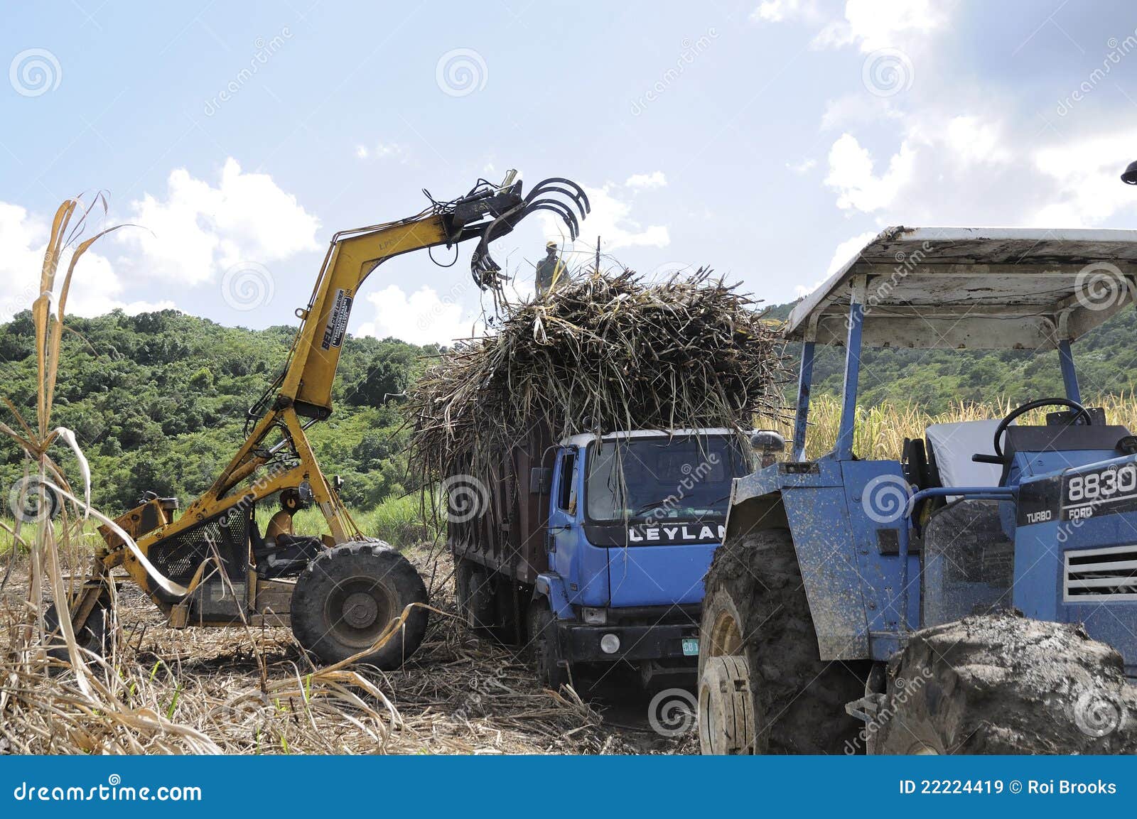 Harvesting cane editorial stock image. Image of tractor - 22224419