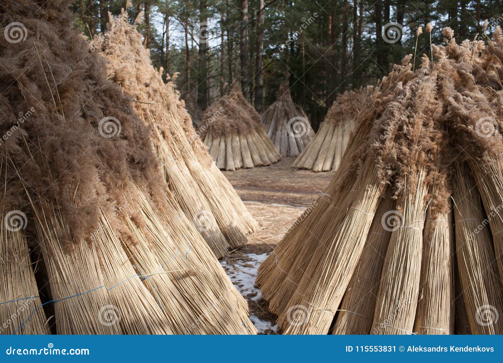 Harvesting Cane for Making Roofs. Winter Landscape. Stock Image - Image ...