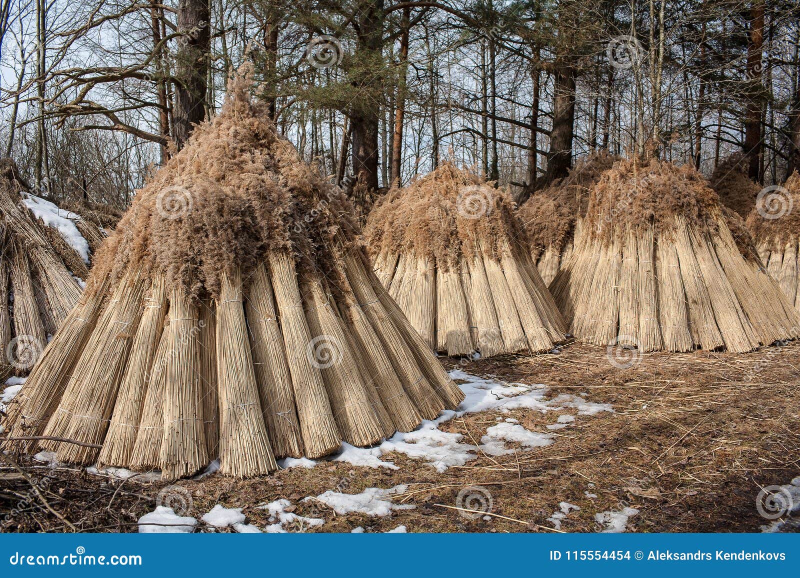 Harvesting Cane for Making Roofs. Winter Landscape. Stock Photo - Image ...