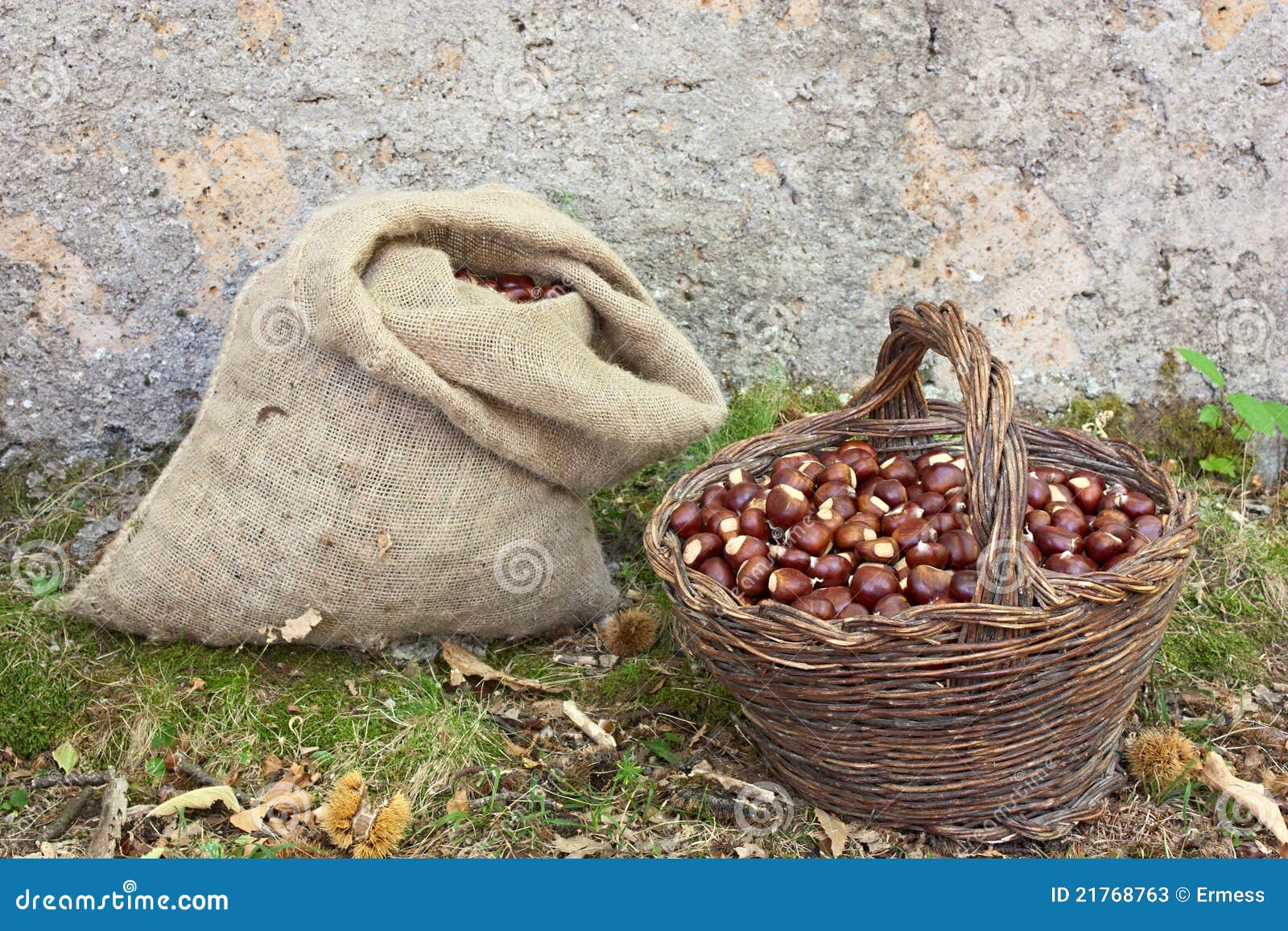 Harvesting chestnuts stock image. Image of foliage, chestnuts - 21768763