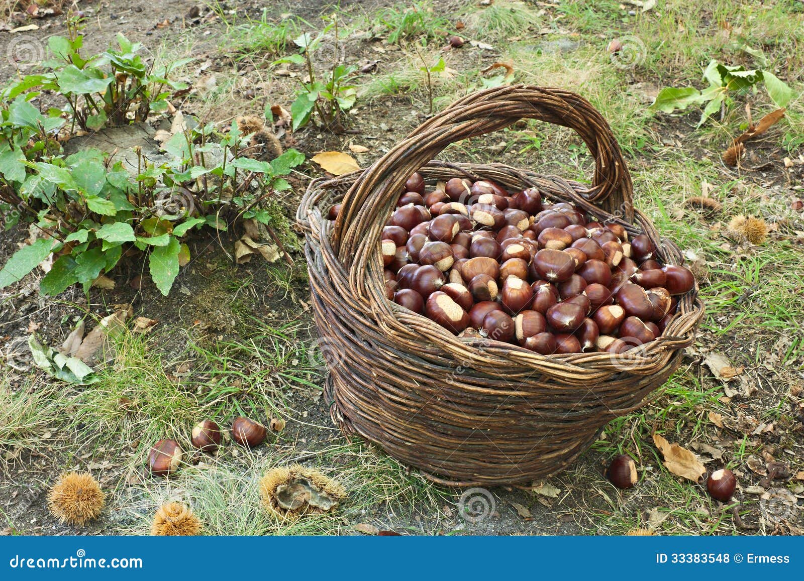 Harvesting chestnuts stock photo. Image of autumnal, leaf - 33383548