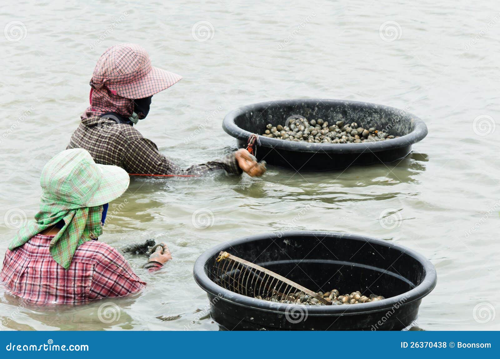 Harvesting Cockles from Farming Pond Stock Photo - Image of pond, float ...