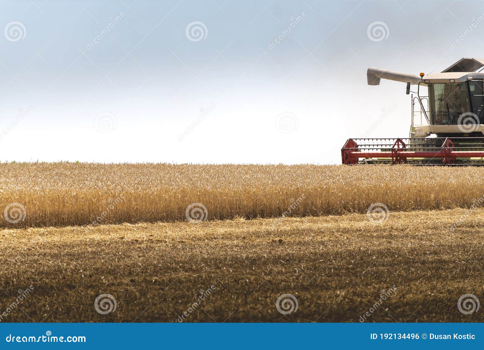 Harvesting Combine in the Wheat Stock Photo - Image of plant ...