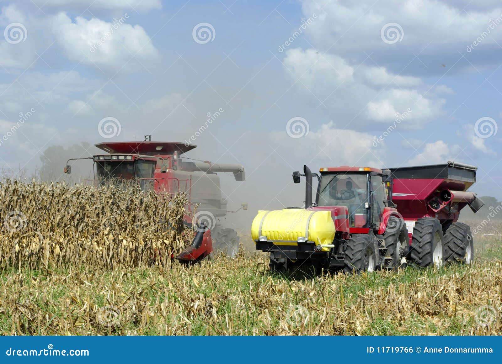 Harvesting Corn stock photo. Image of ripe, crop, harvest - 11719766