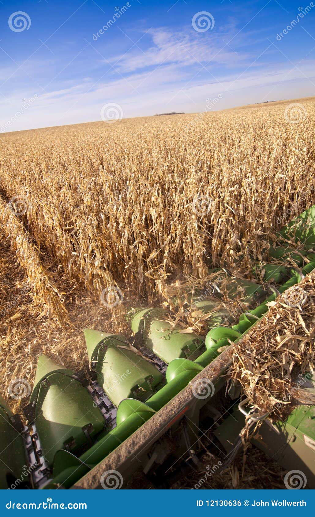 Harvesting corn stock photo. Image of agricultural, earth - 12130636