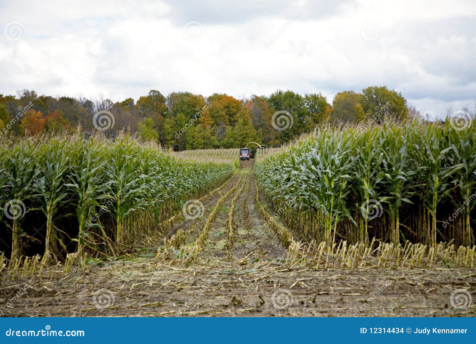 Harvesting Corn stock photo. Image of agricultural, farming - 12314434