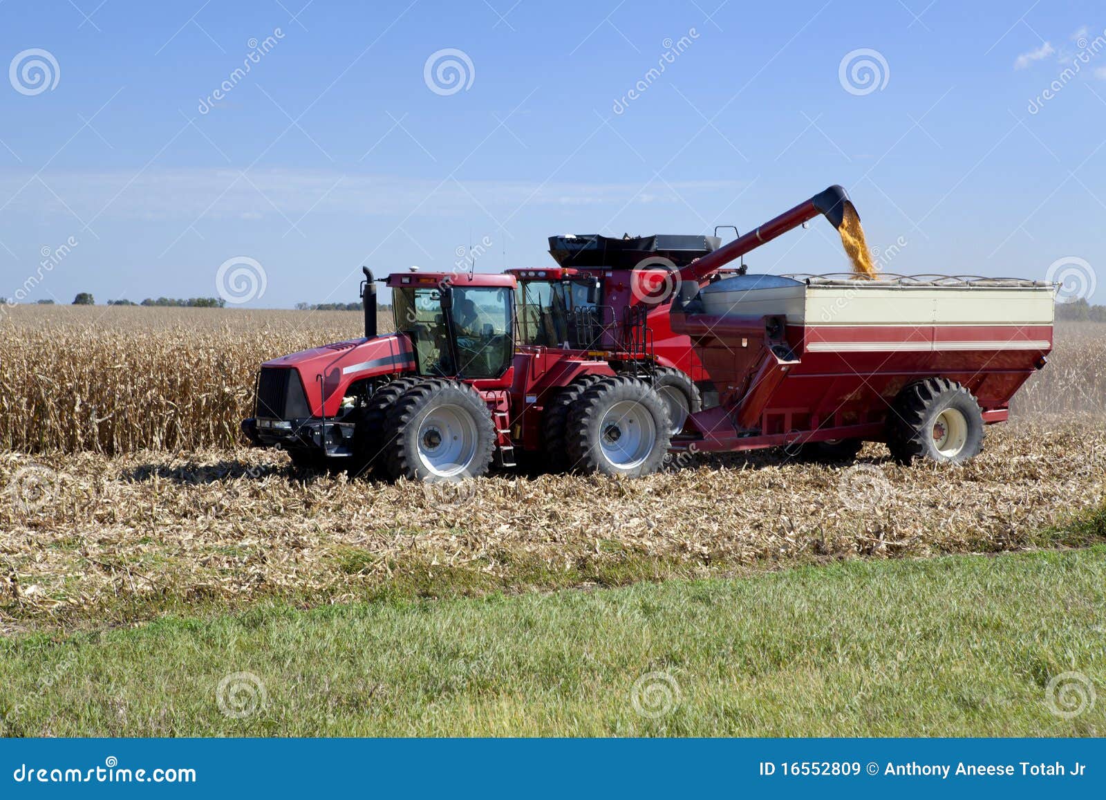 Harvesting Corn stock image. Image of grain, additive - 16552809