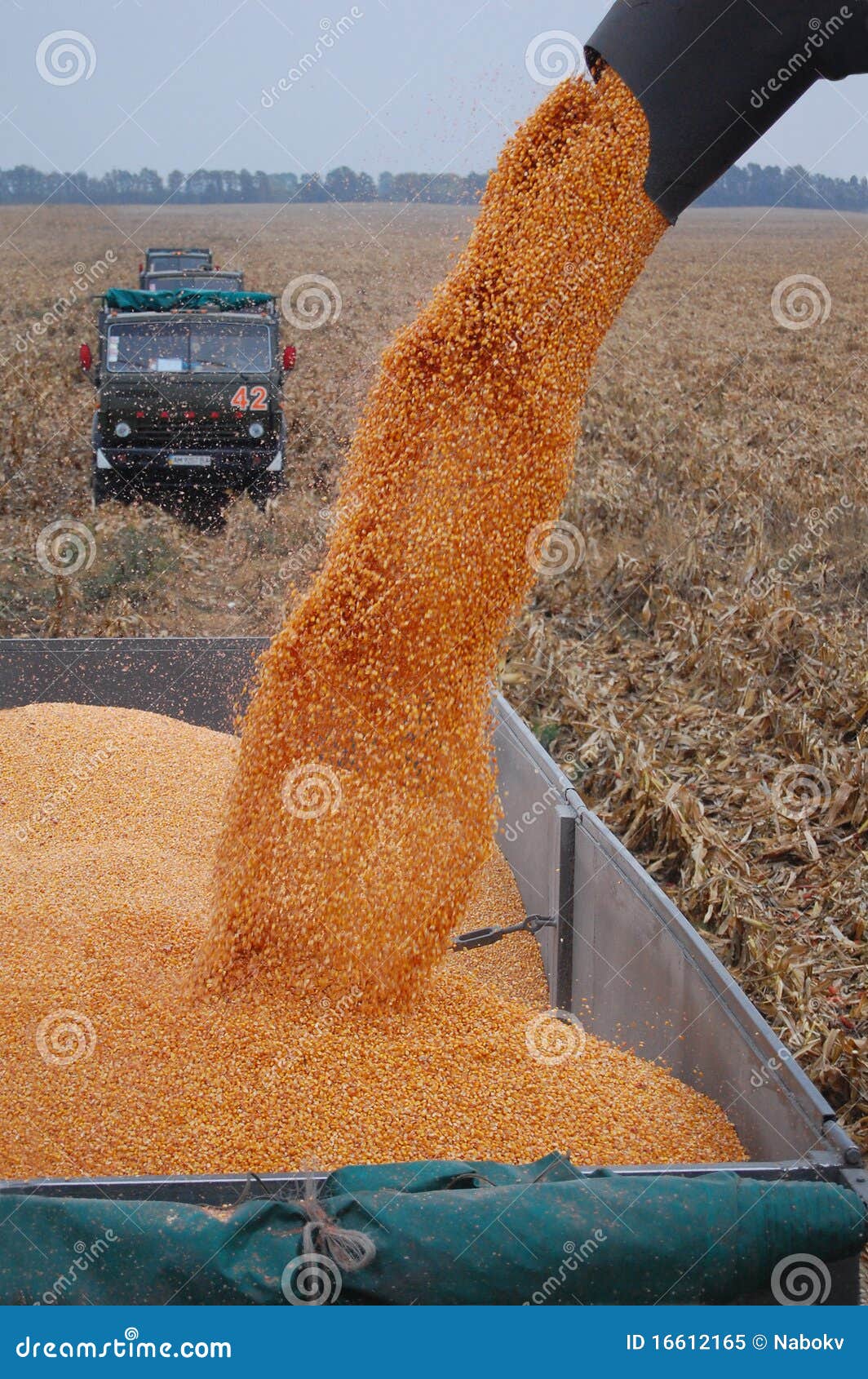 Harvesting corn stock image. Image of fresh, corn, harvester - 16612165