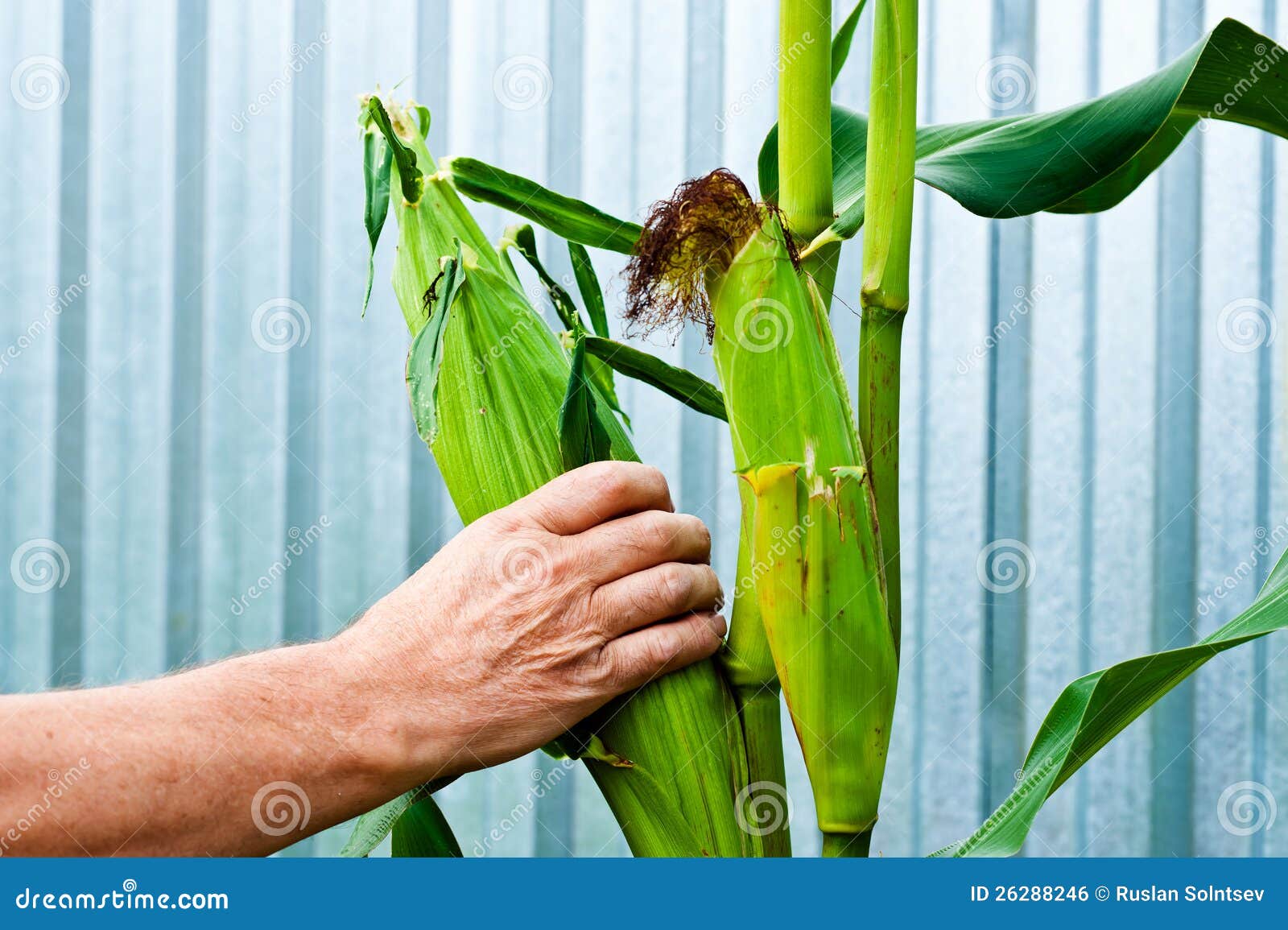 Harvesting corn stock photo. Image of hand, harvest, food - 26288246