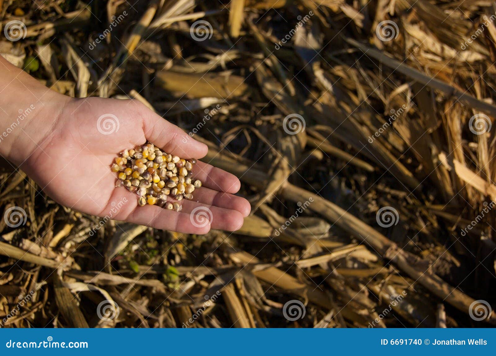 Harvesting Corn stock photo. Image of food, gatherer, indiana - 6691740