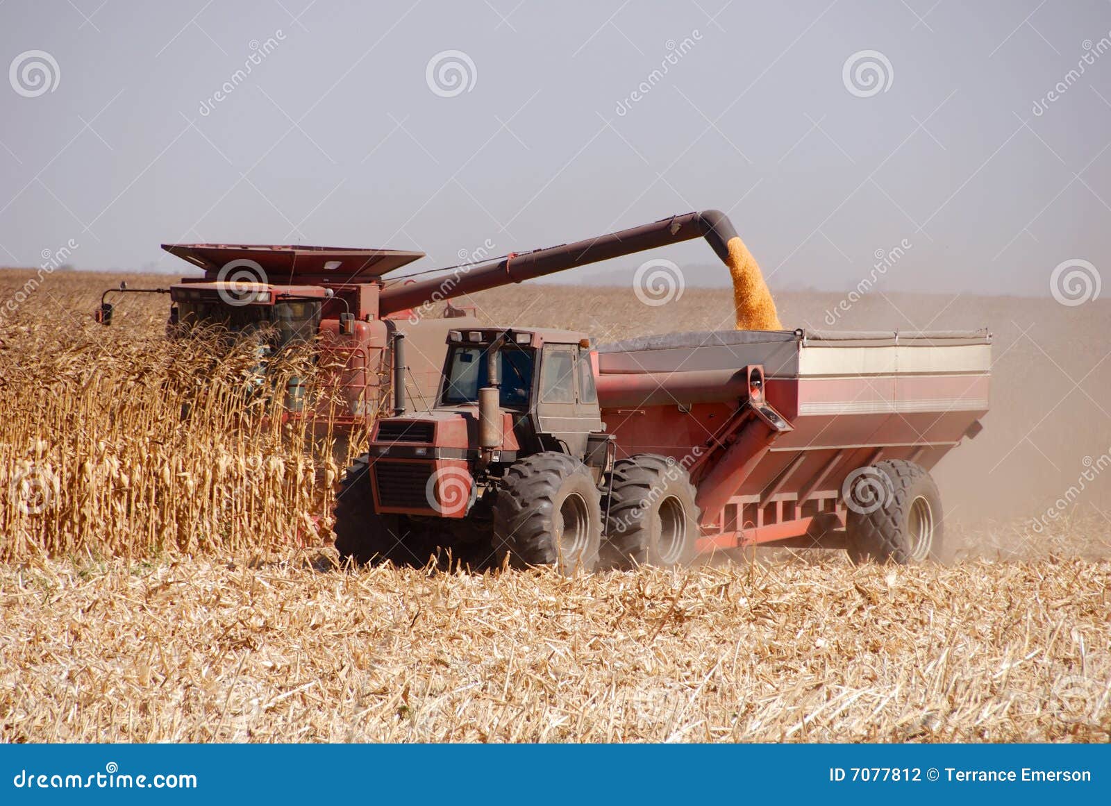 Harvesting Corn stock photo. Image of america, rural, agriculture - 7077812
