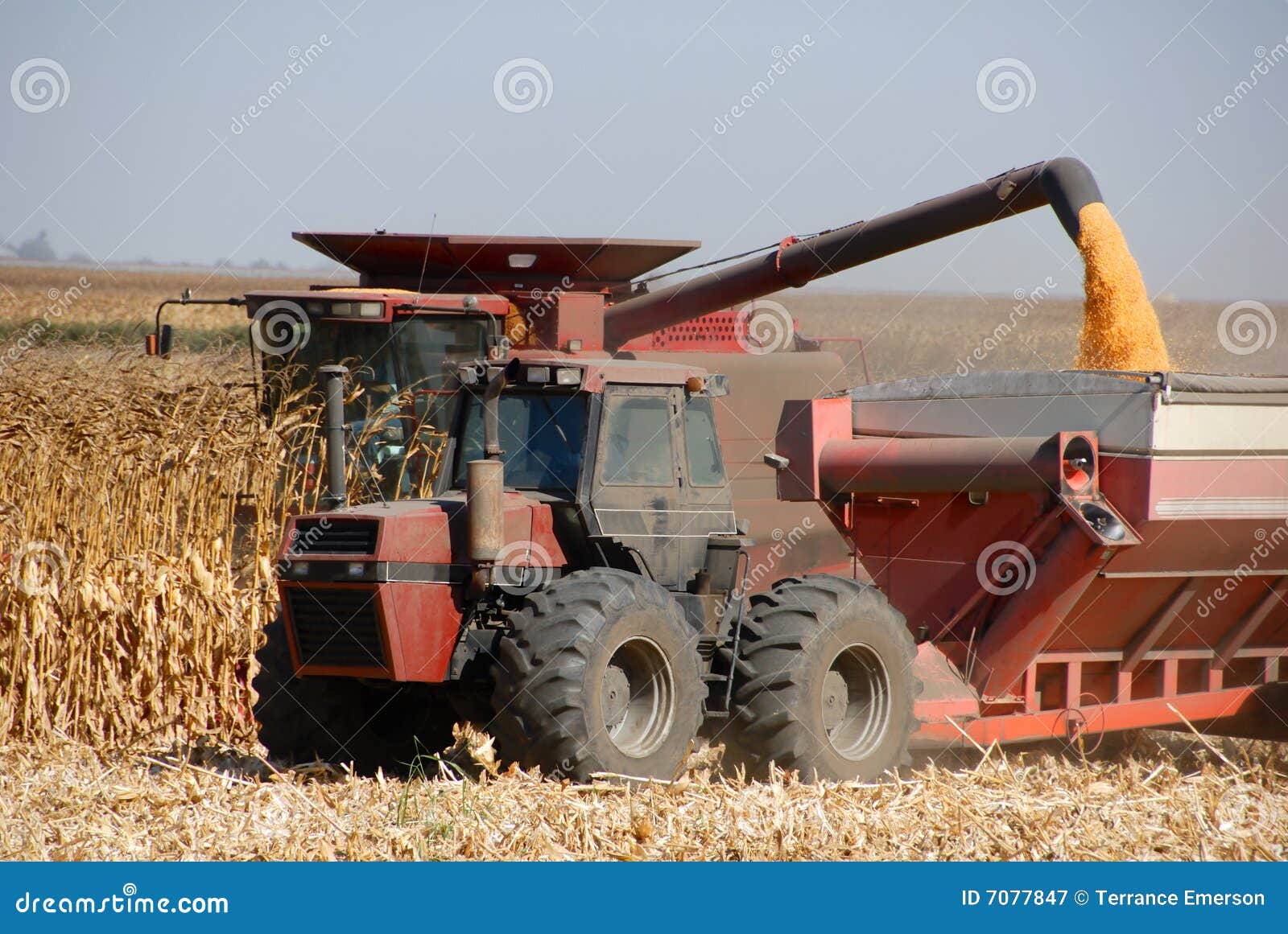 Old Man Harvesting Corn Royalty-Free Stock Photography | CartoonDealer ...