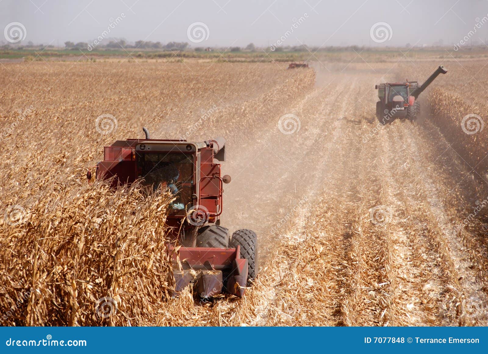 Harvesting Corn stock photo. Image of corn, autumn, valley - 7077848