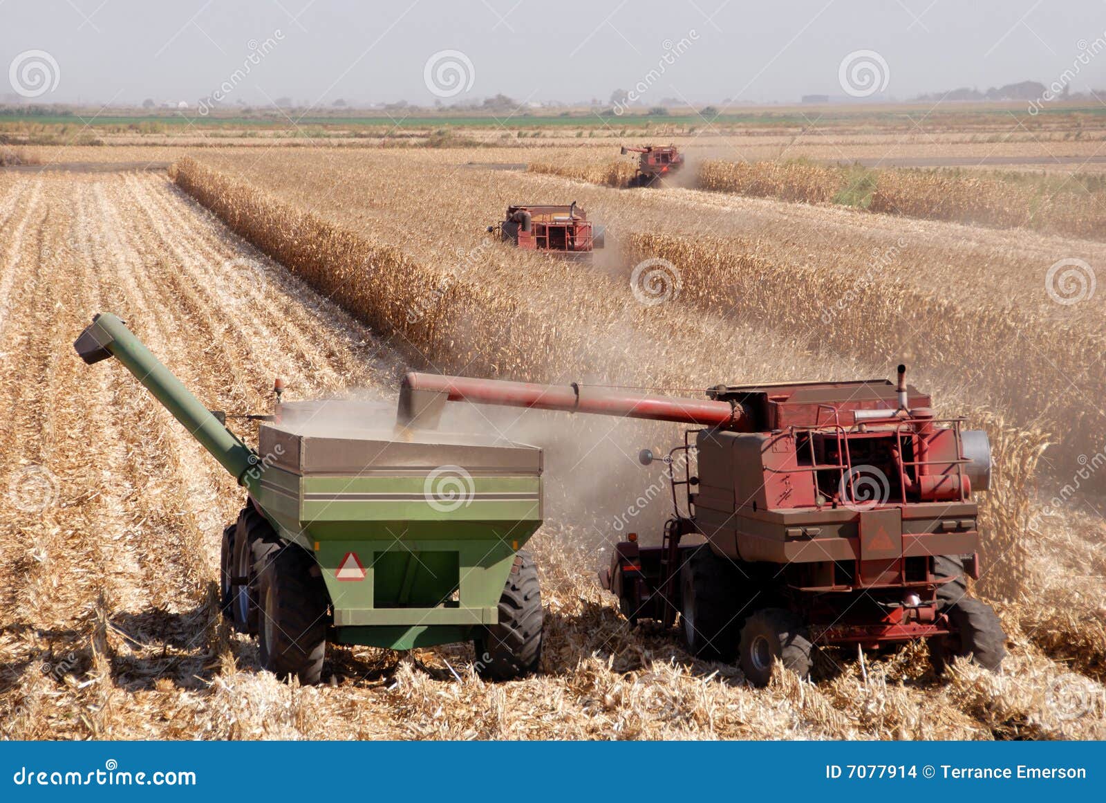 Harvesting Corn stock photo. Image of working, grains - 7077914