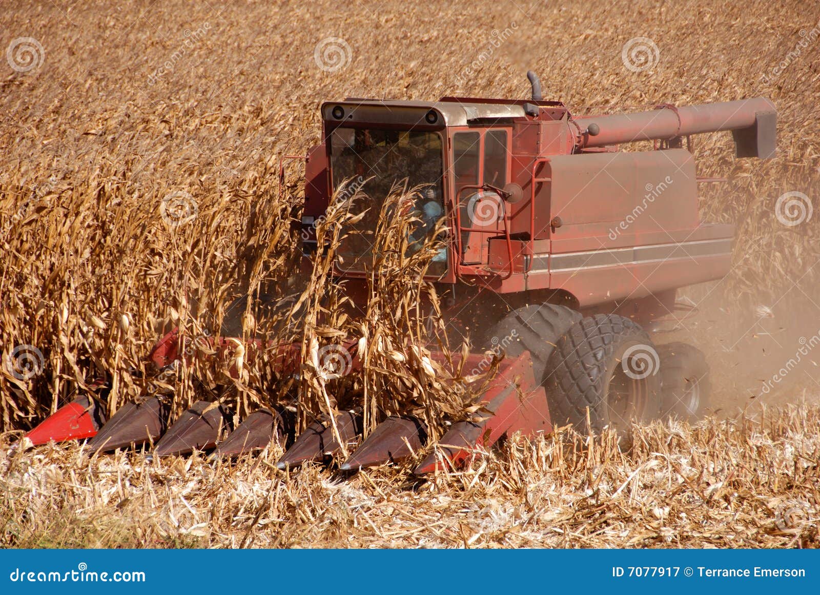 Harvesting Corn stock image. Image of harvesting, america - 7077917