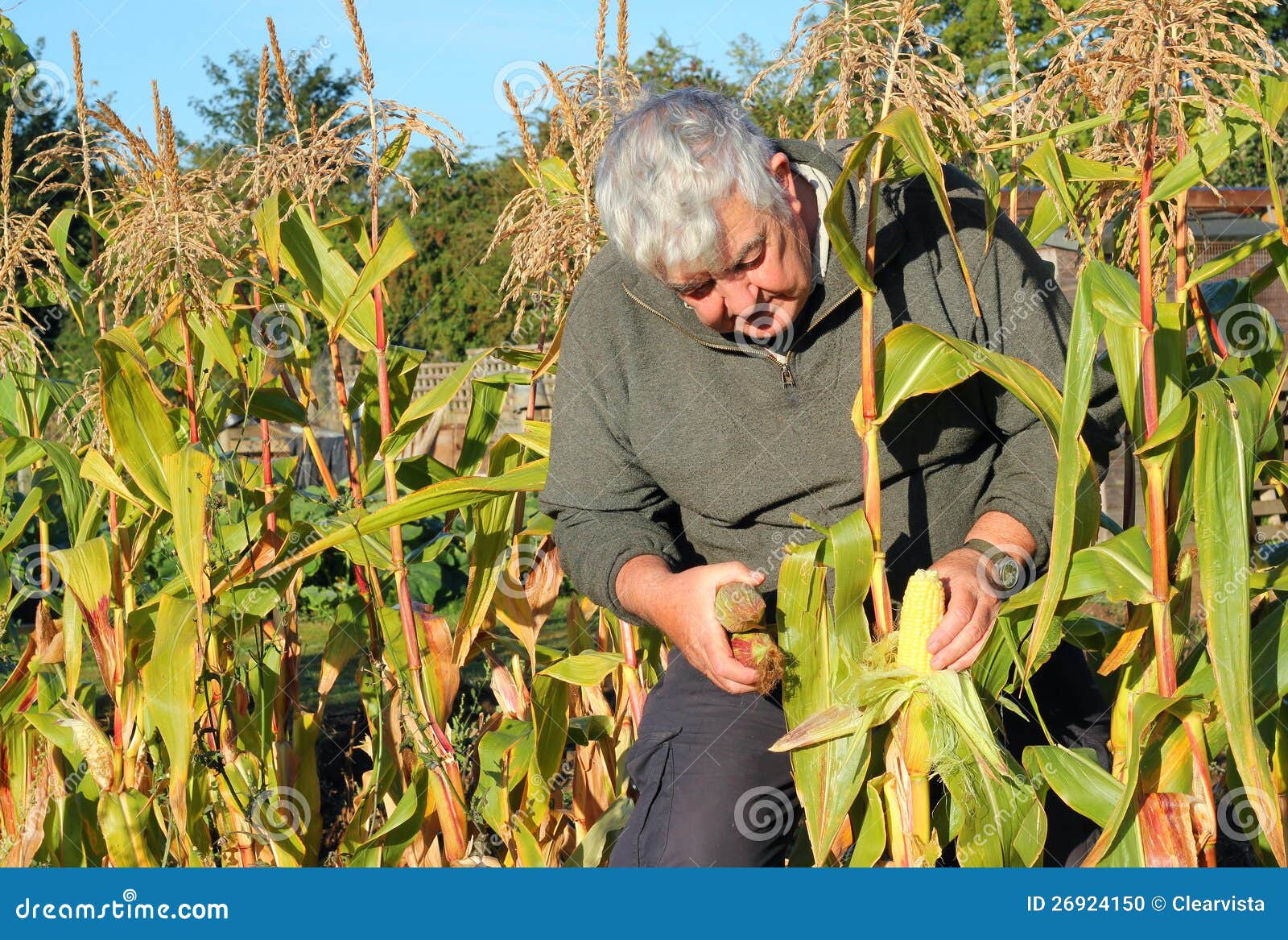 Harvesting Corn on the Cob. Stock Photo - Image of green, fall: 26924150