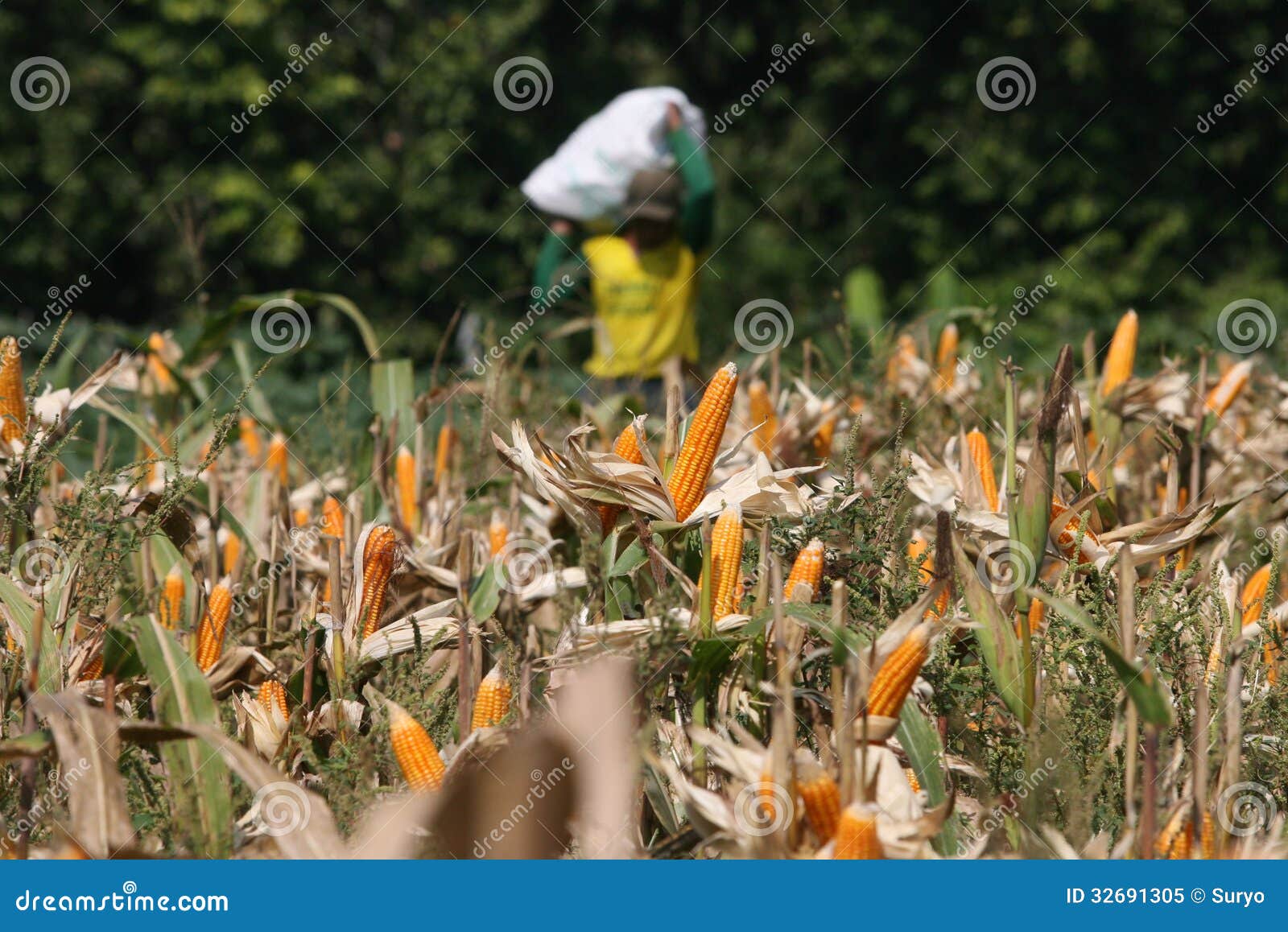 Harvesting corn editorial image. Image of corn, worker - 32691305