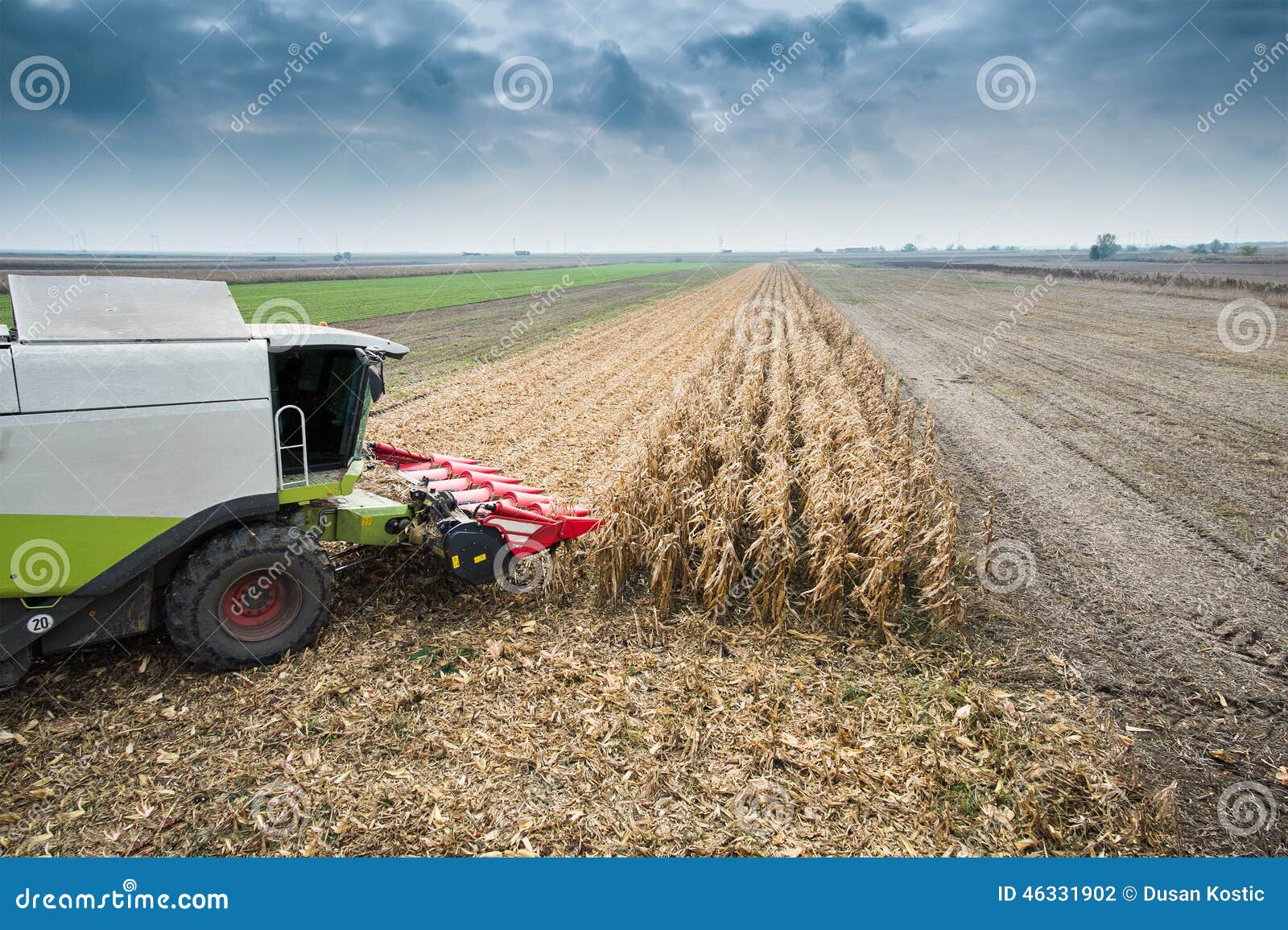 Harvesting of corn stock photo. Image of machinery, agriculture - 46331902
