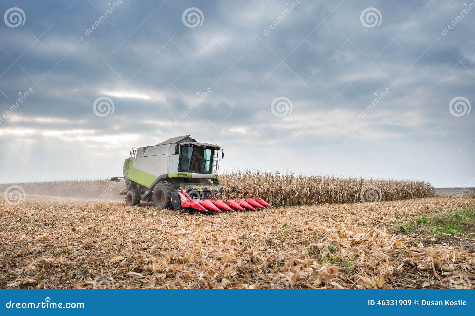 Harvesting of corn stock image. Image of land, harvesting - 46331909